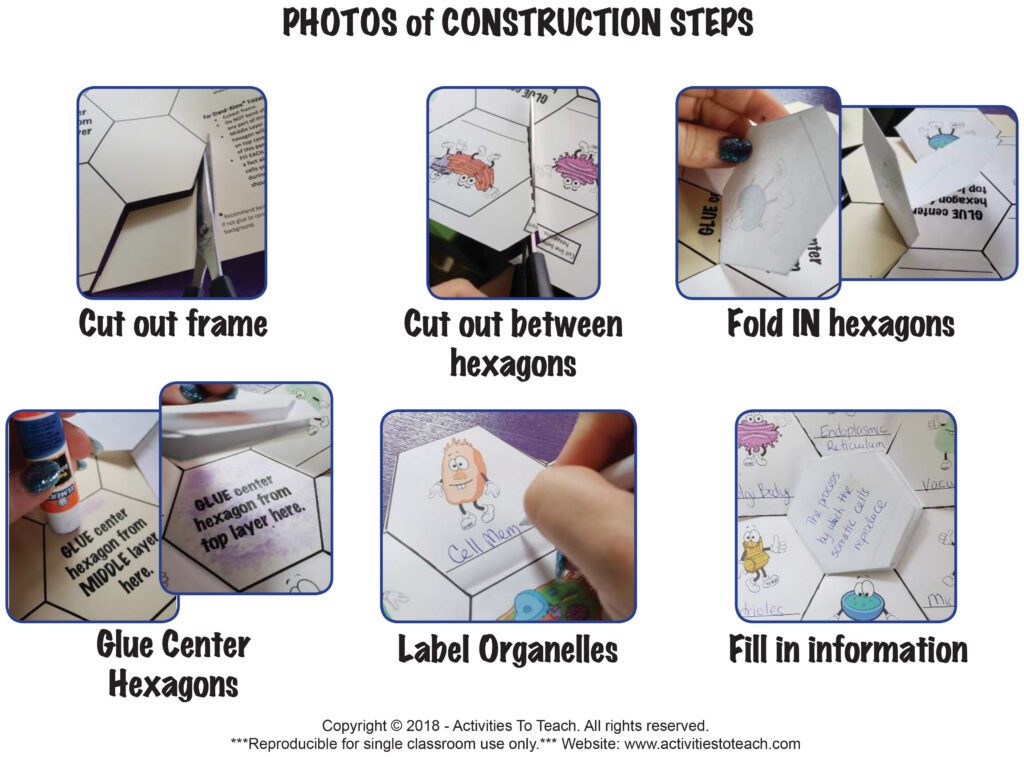 Animal Cell - Interactive Notebook Foldable Graphic Organizer ...