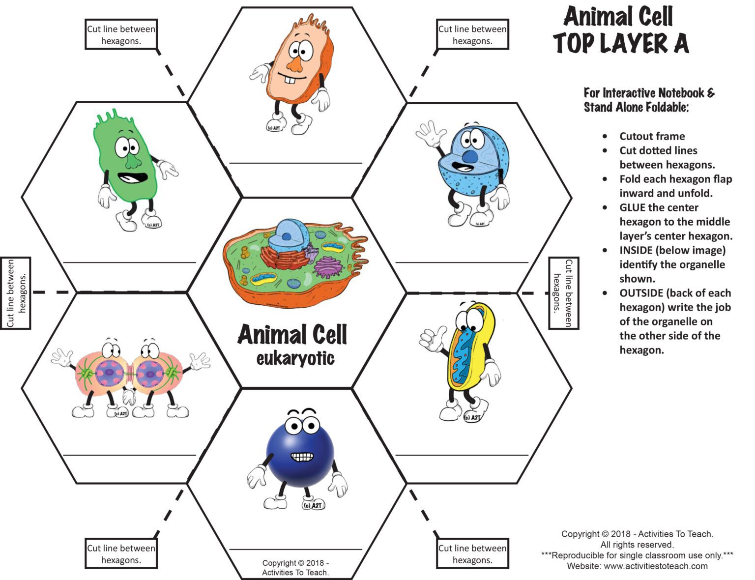 Animal Cell - Interactive Notebook Foldable Graphic Organizer ...